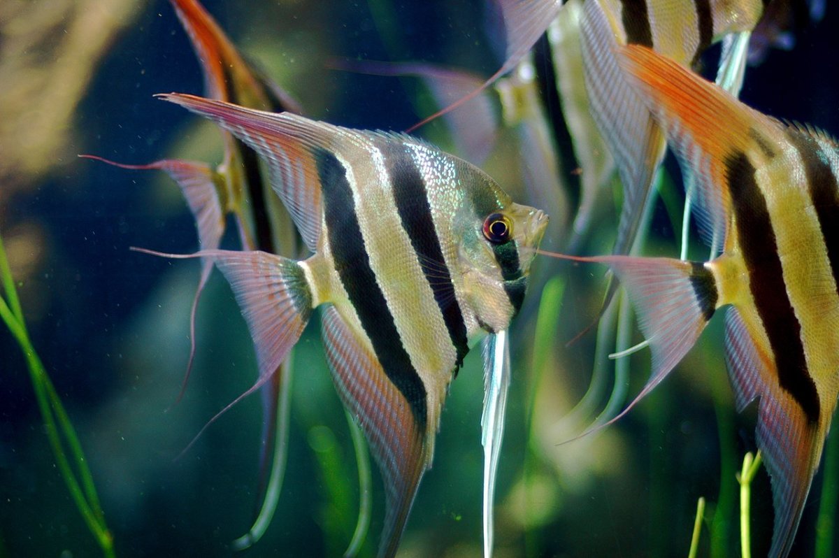 Angelfish Care Sheet - Michael's Happy Fish