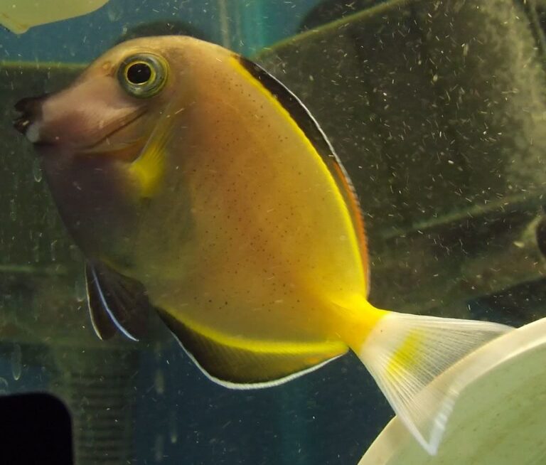 Black Ich (turbellarians) Common Tang Disease - Michael's Happy Fish