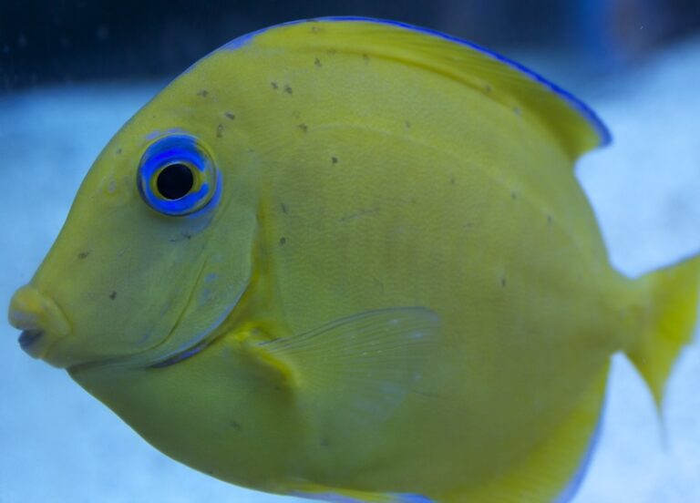 Black Ich (turbellarians) Common Tang Disease - Michael's Happy Fish