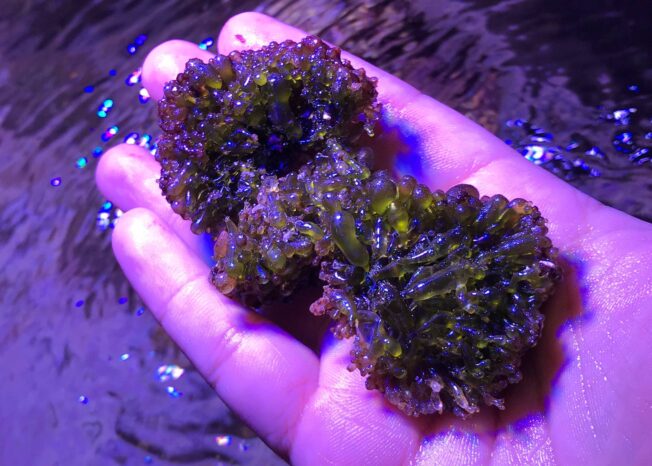Common Nuisance Algae and How to Treat Them - Michael's Happy Fish